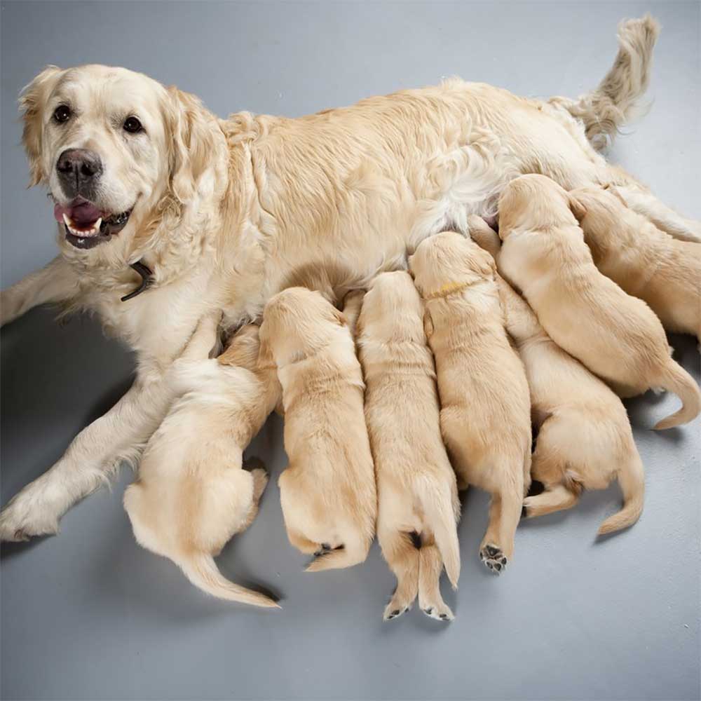 Breeding Page 2 Breeding Page 2